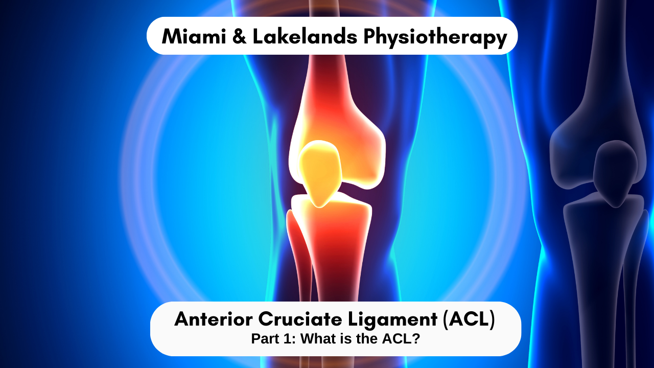 What is the ACL? Part 1 - ACL Series with Rheine | Miami Physiotherapy